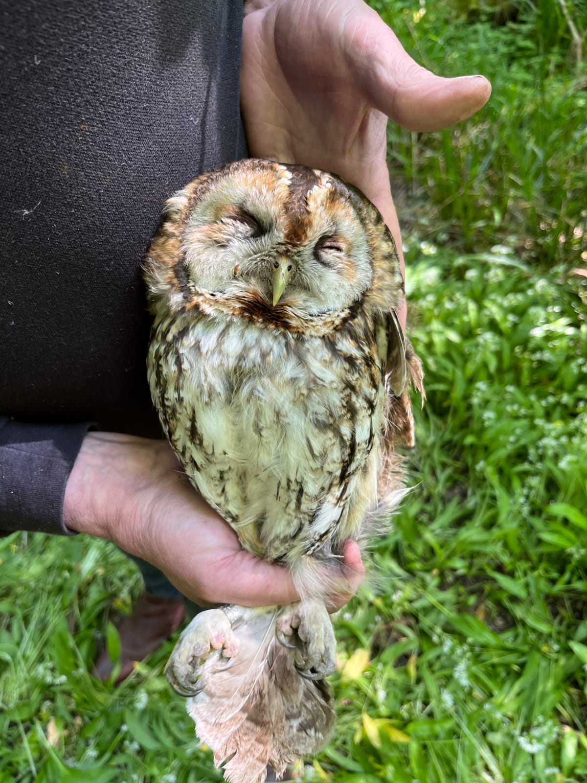 Tawny Owls – The Sussex Ornithological Society